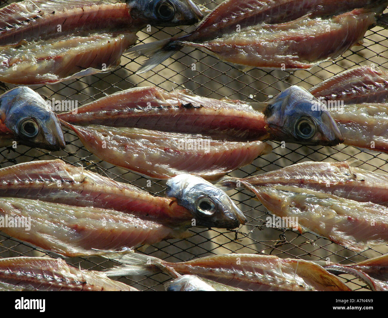 Sun-dried fish on the beach at Nazare, Portugal Stock Photo - Alamy