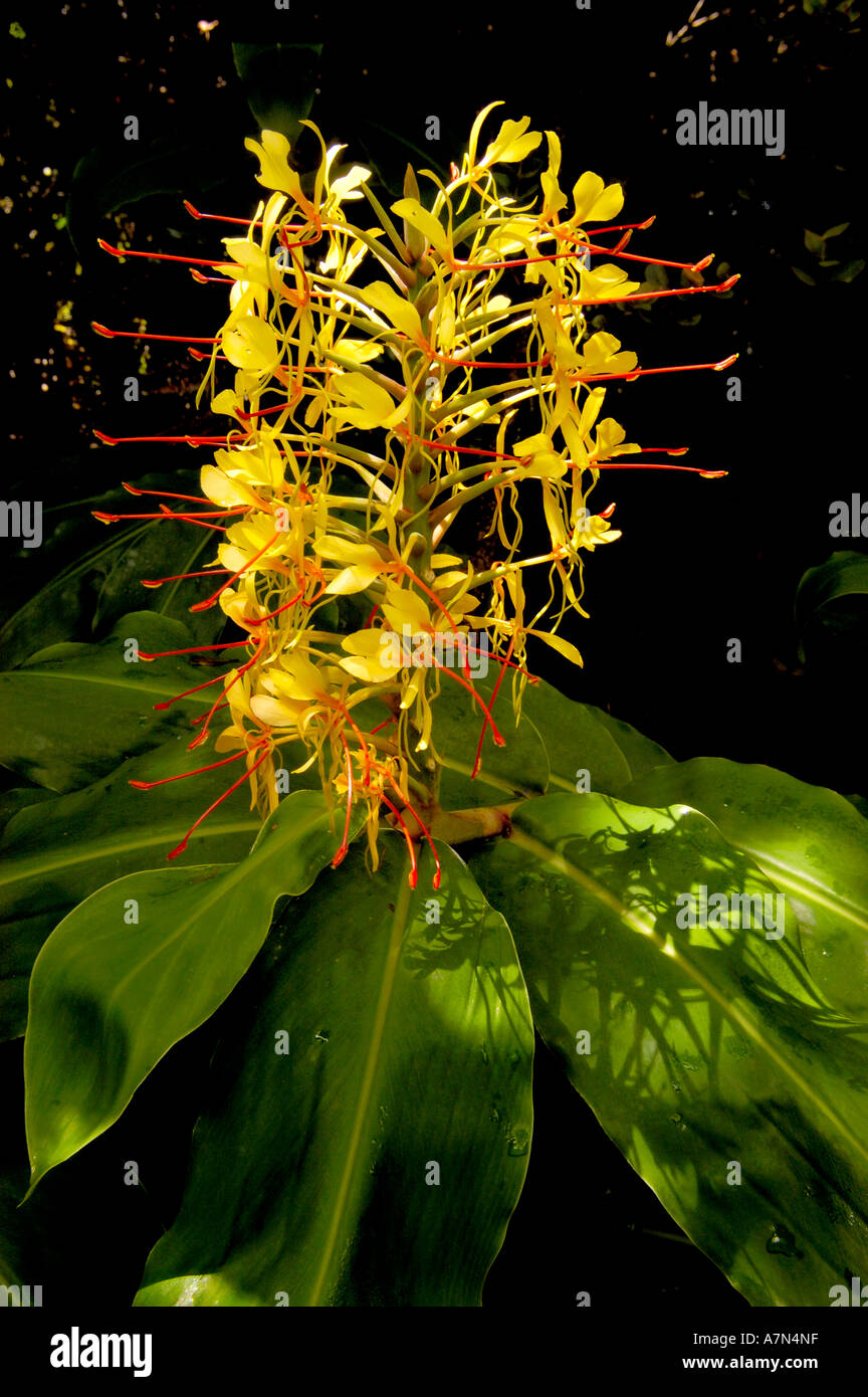 The Big Island Hawaii has kahili ginger plants throughout the ...