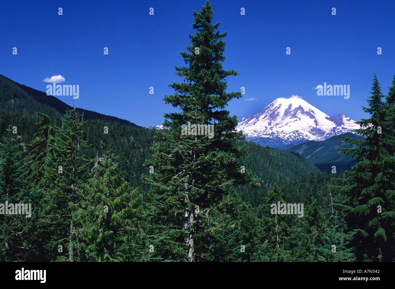 Mount Rainier in Washington Stock Photo - Alamy