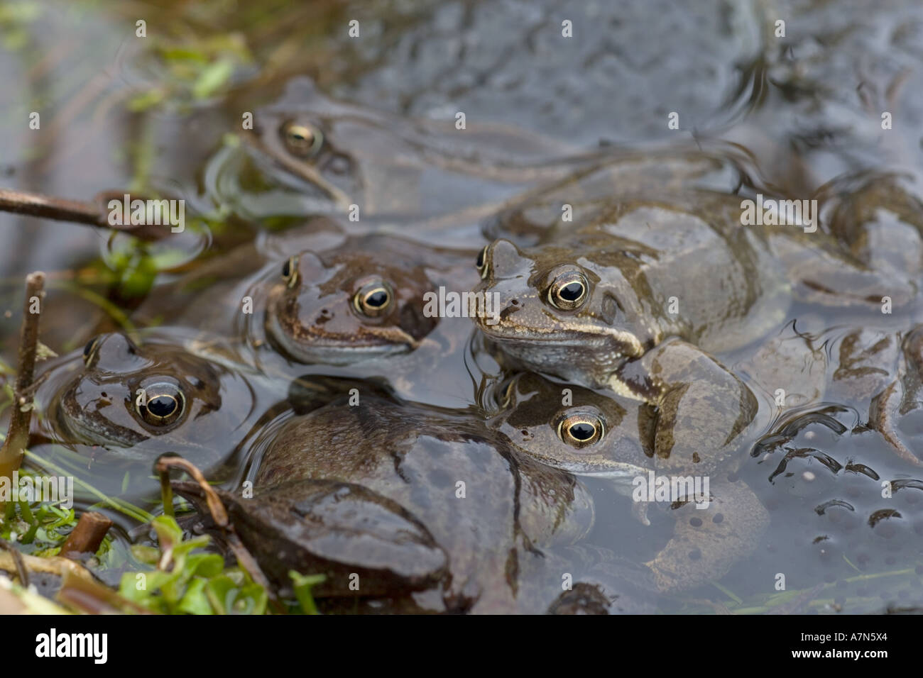 Common Frogs Mating Rana temporaria in Norfolk Garden Pond Stock Photo ...