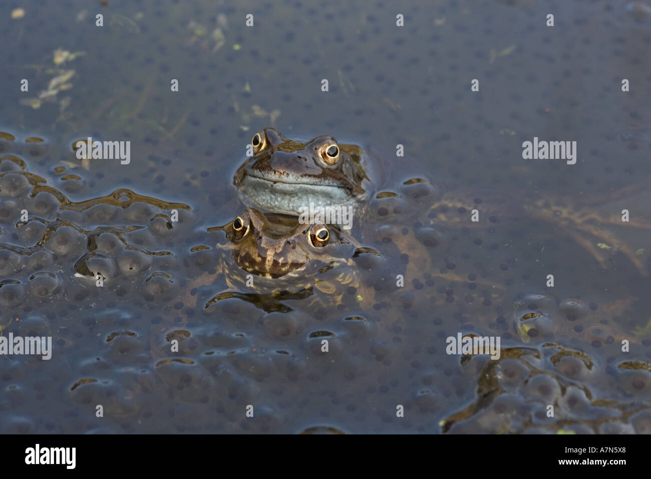 Common Frogs Mating Rana temporaria in Norfolk Garden Pond Stock Photo ...