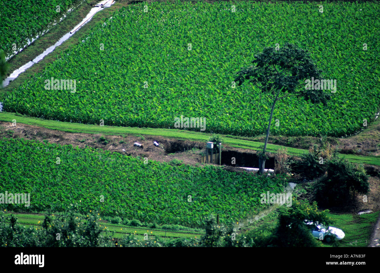 Taro field in Hanalei Valley Kauai Hawaii Stock Photo - Alamy
