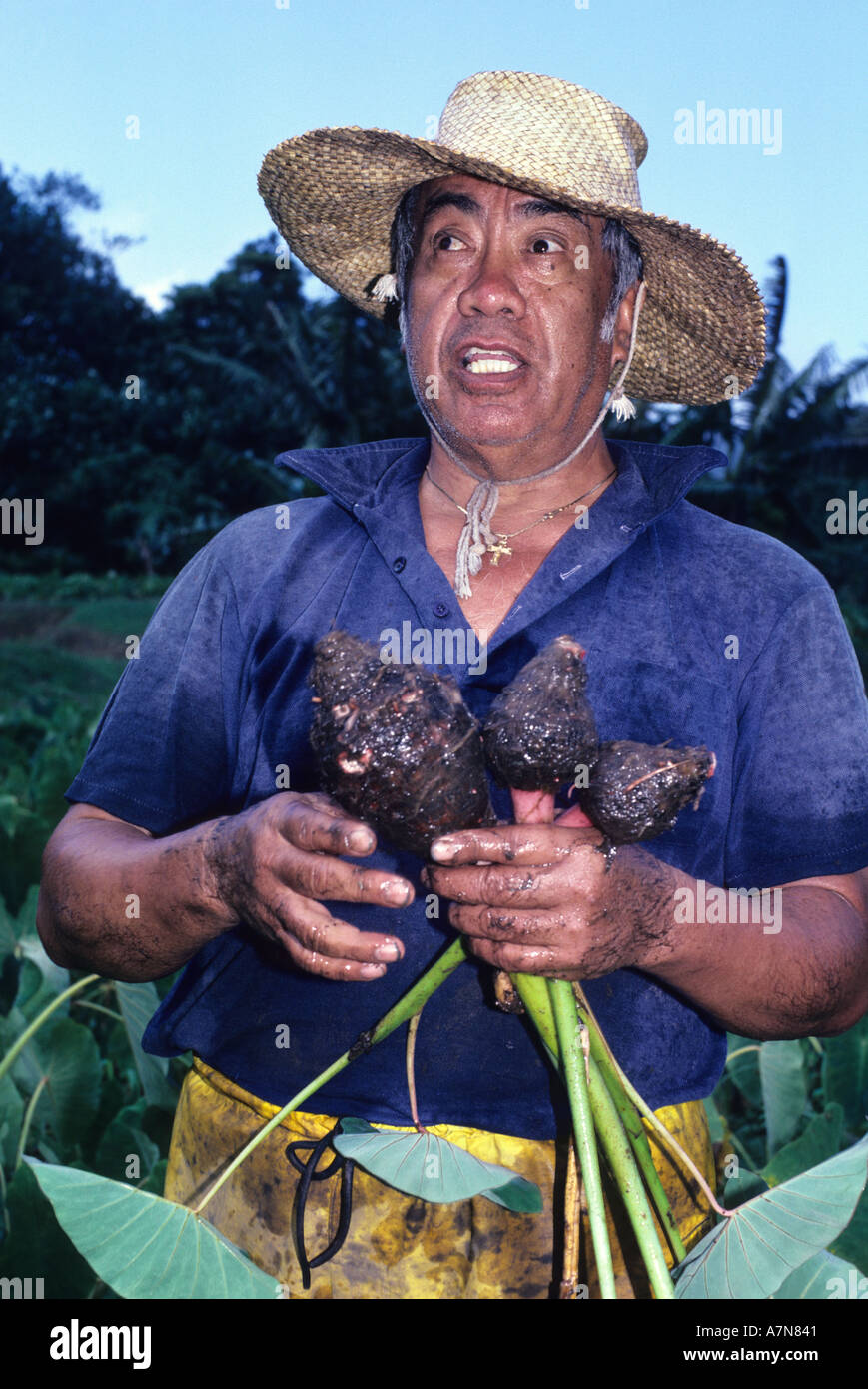 Taro root farmer in Maui Hawaii Stock Photo - Alamy