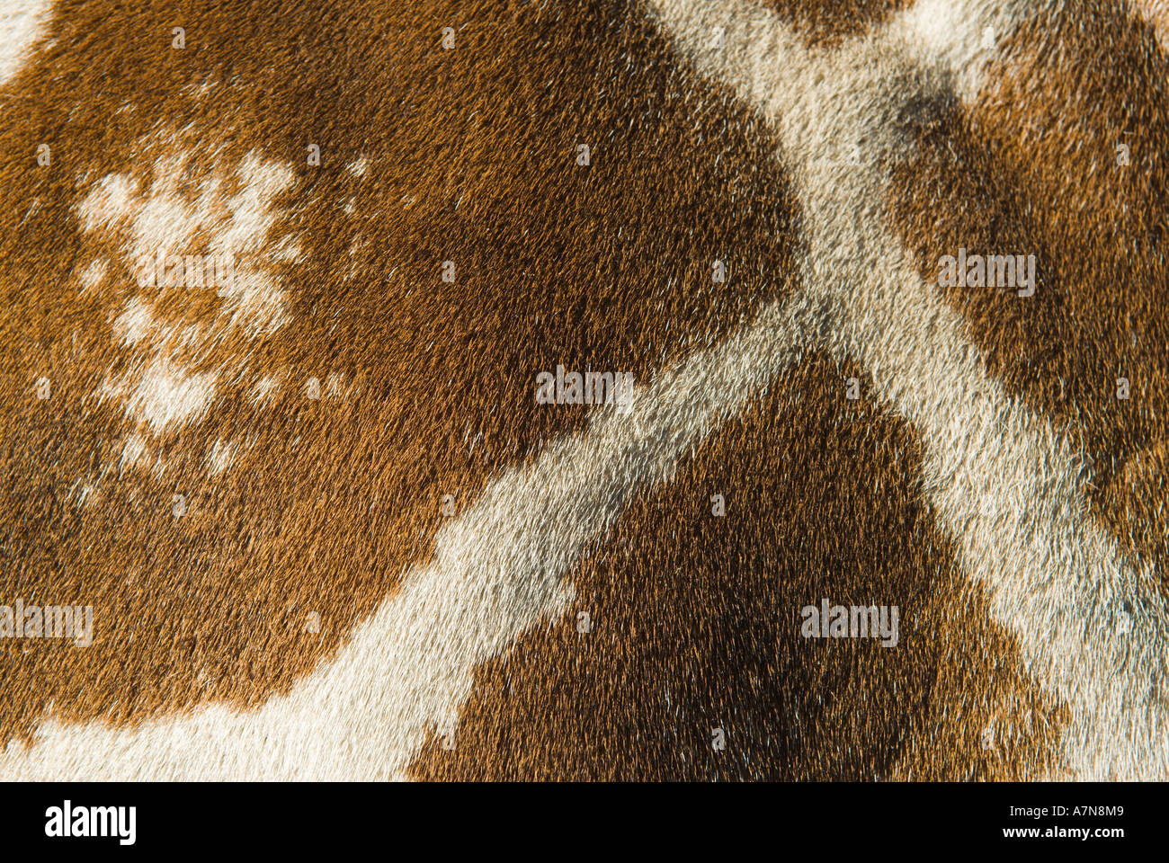 Hide patterns hi-res stock photography and images - Alamy