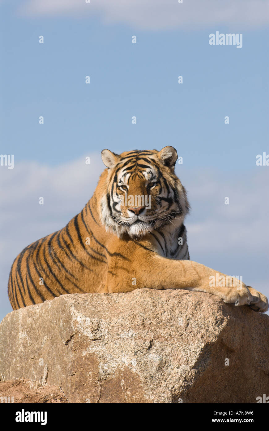 Captive Bengal Tiger at Out of Africa Wildlife Park in Arizona Stock ...