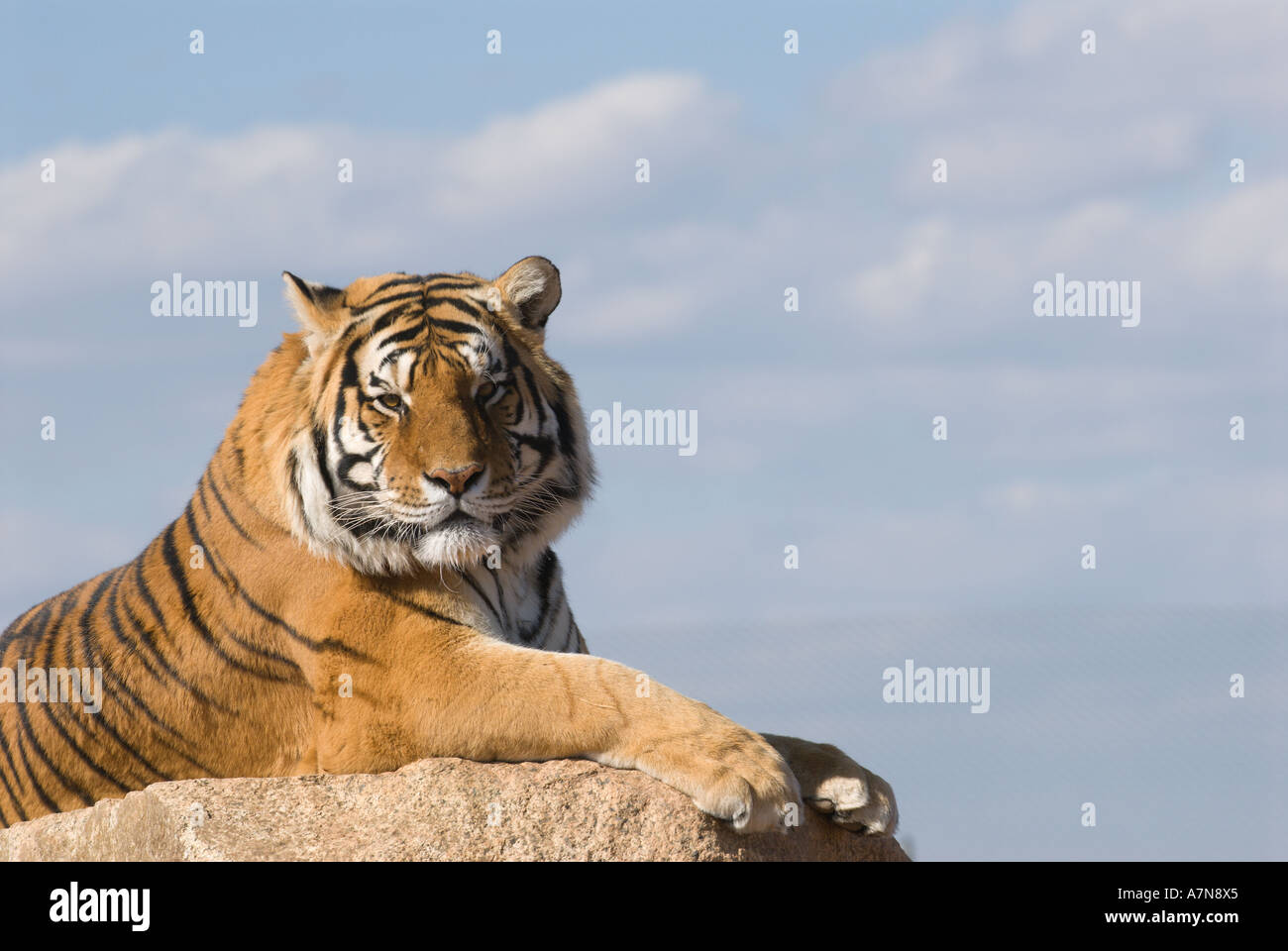 Captive Bengal Tiger at Out of Africa Wildlife Park in Arizona Stock ...