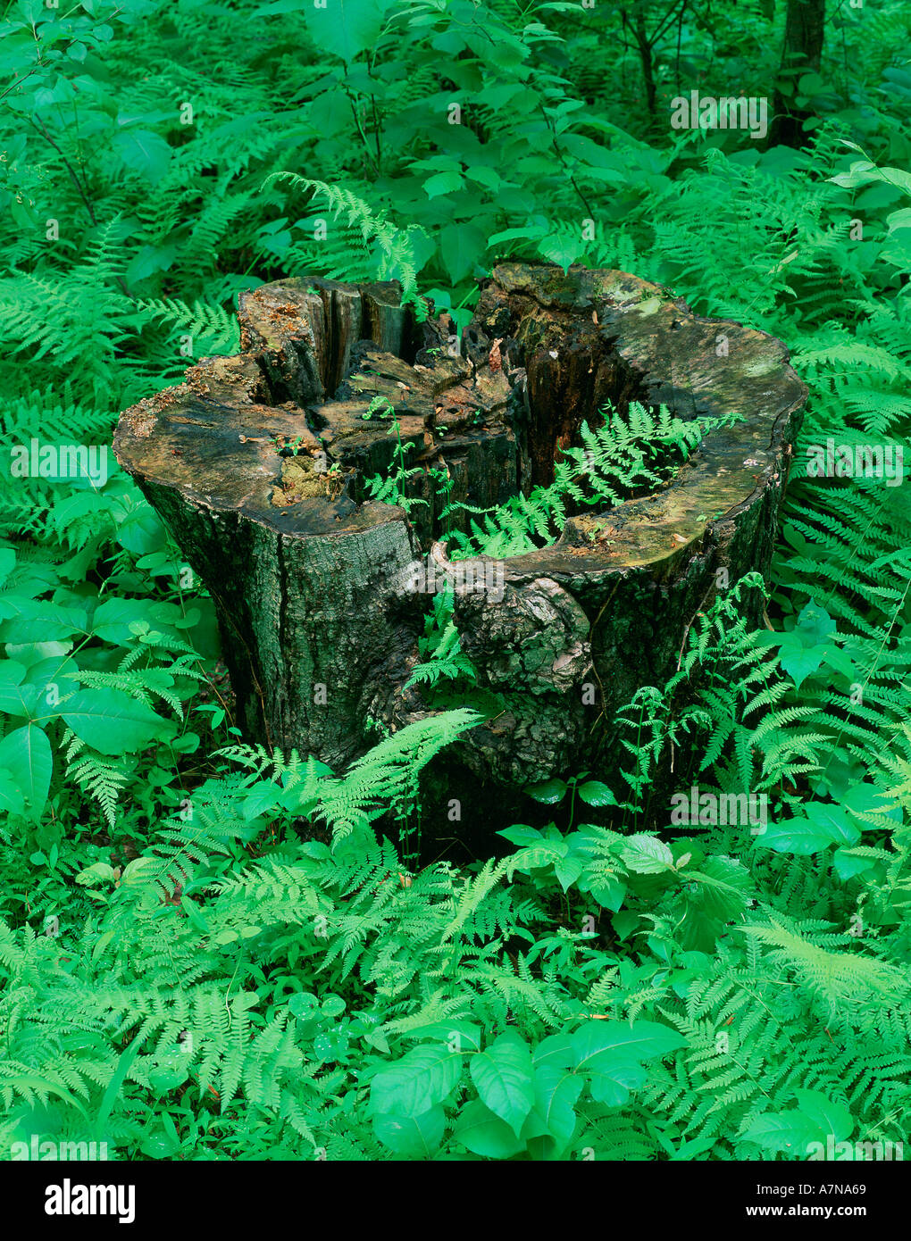 A decaying tree stump sits among leafy green ferns in the woods Stock ...
