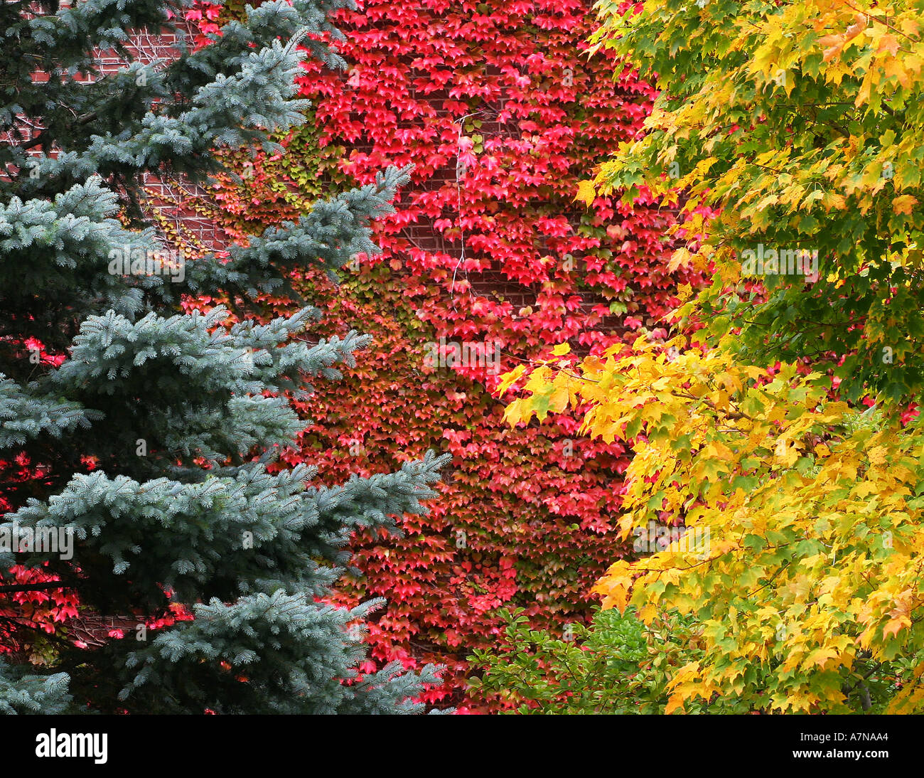 fall leaves and evergreens Stock Photo - Alamy