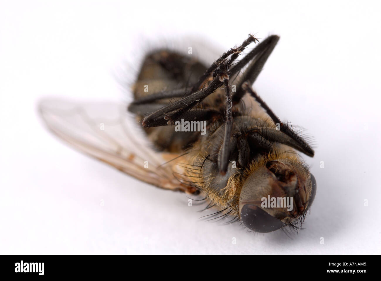 Dead house fly hi-res stock photography and images - Alamy