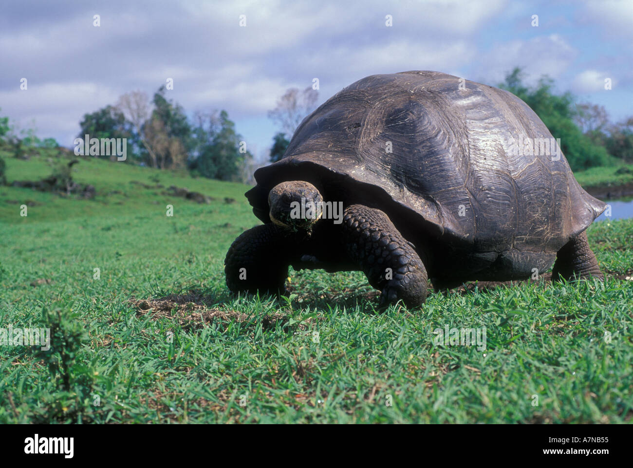 Tortoises on grass hi-res stock photography and images - Alamy