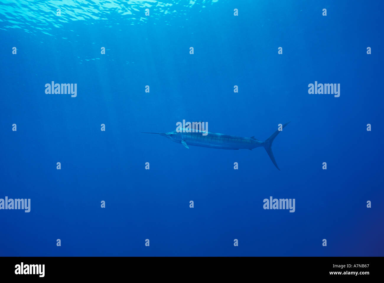 Marlin Swimming In The Ocean