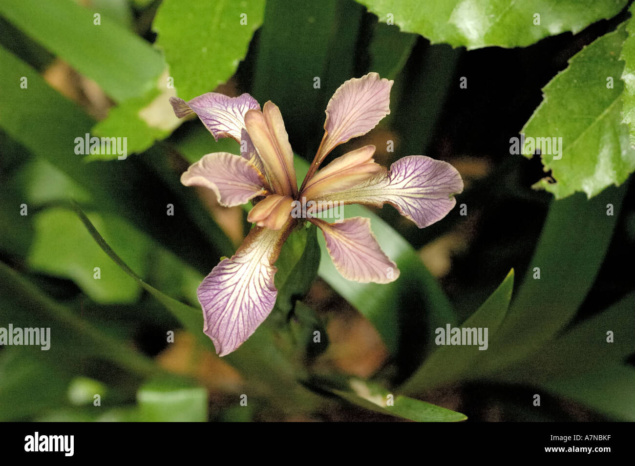 Stinking Iris, Iris foetidissima Stock Photo - Alamy