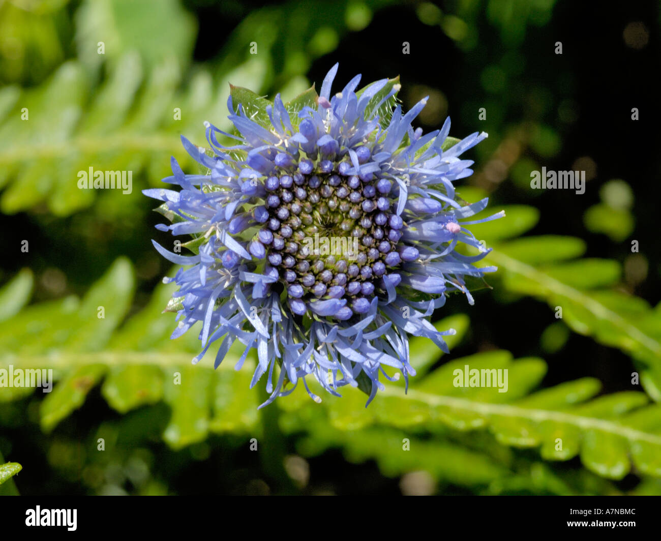 Sheep bit hi-res stock photography and images - Alamy