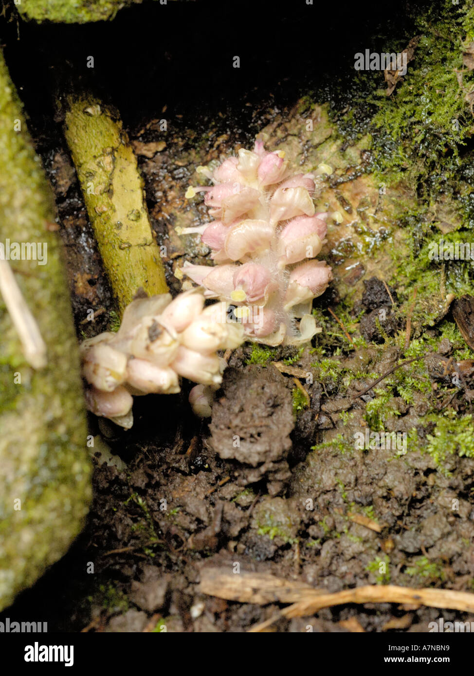 Toothwort, lathraea squamaria Stock Photo - Alamy