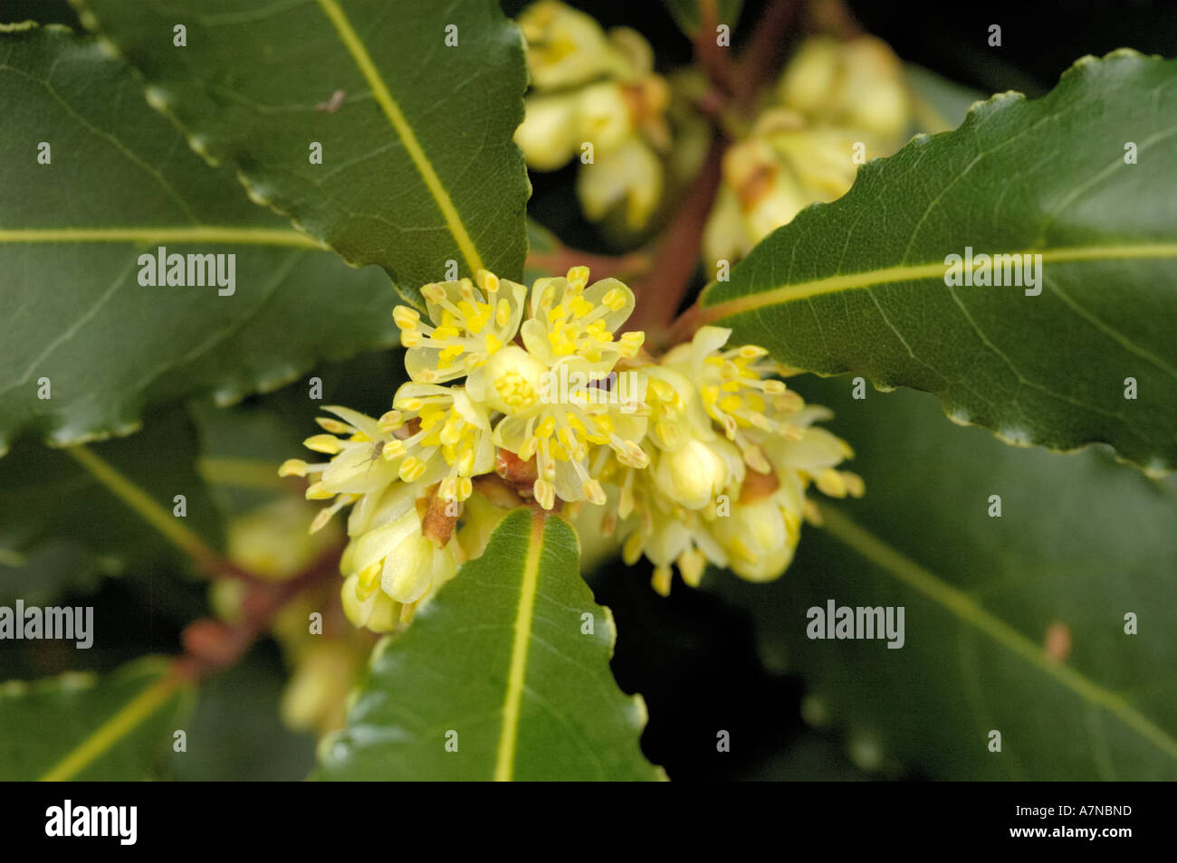 Bay flowers, Laurus nobilis Stock Photo - Alamy