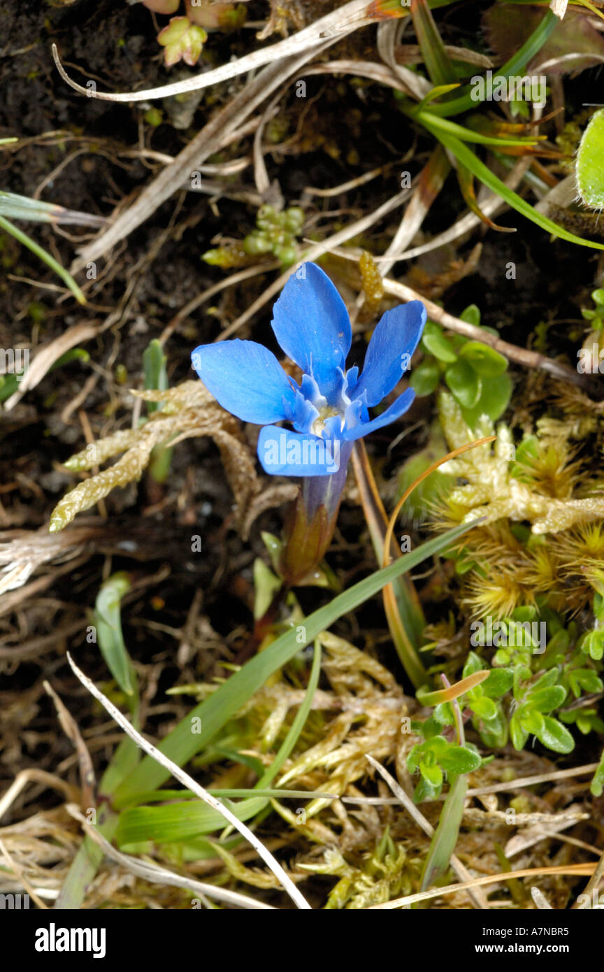 Spring Gentian, Gentiana verna Stock Photo - Alamy