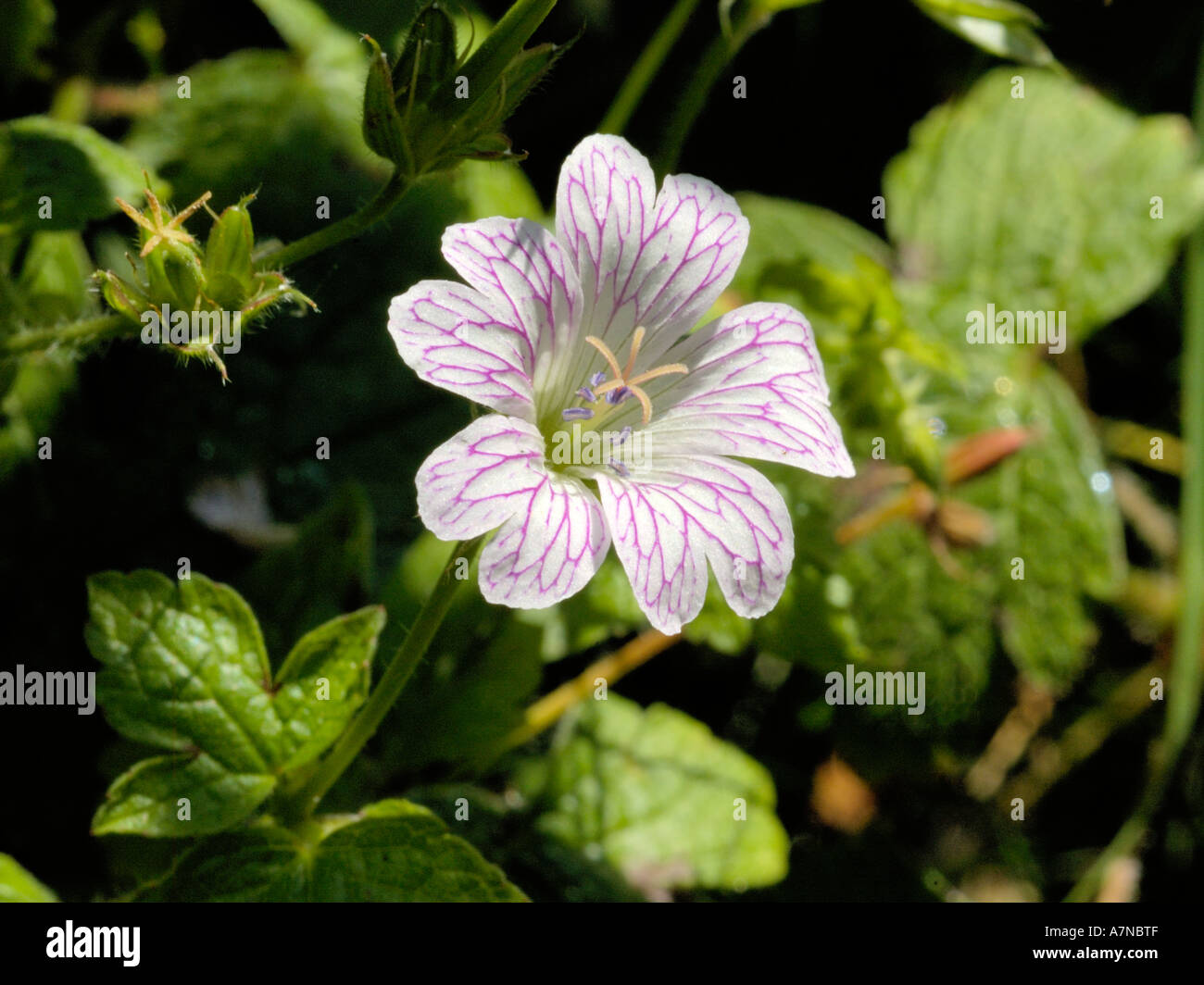 Pencilled Crane's-bill, geranium versicolor Stock Photo - Alamy