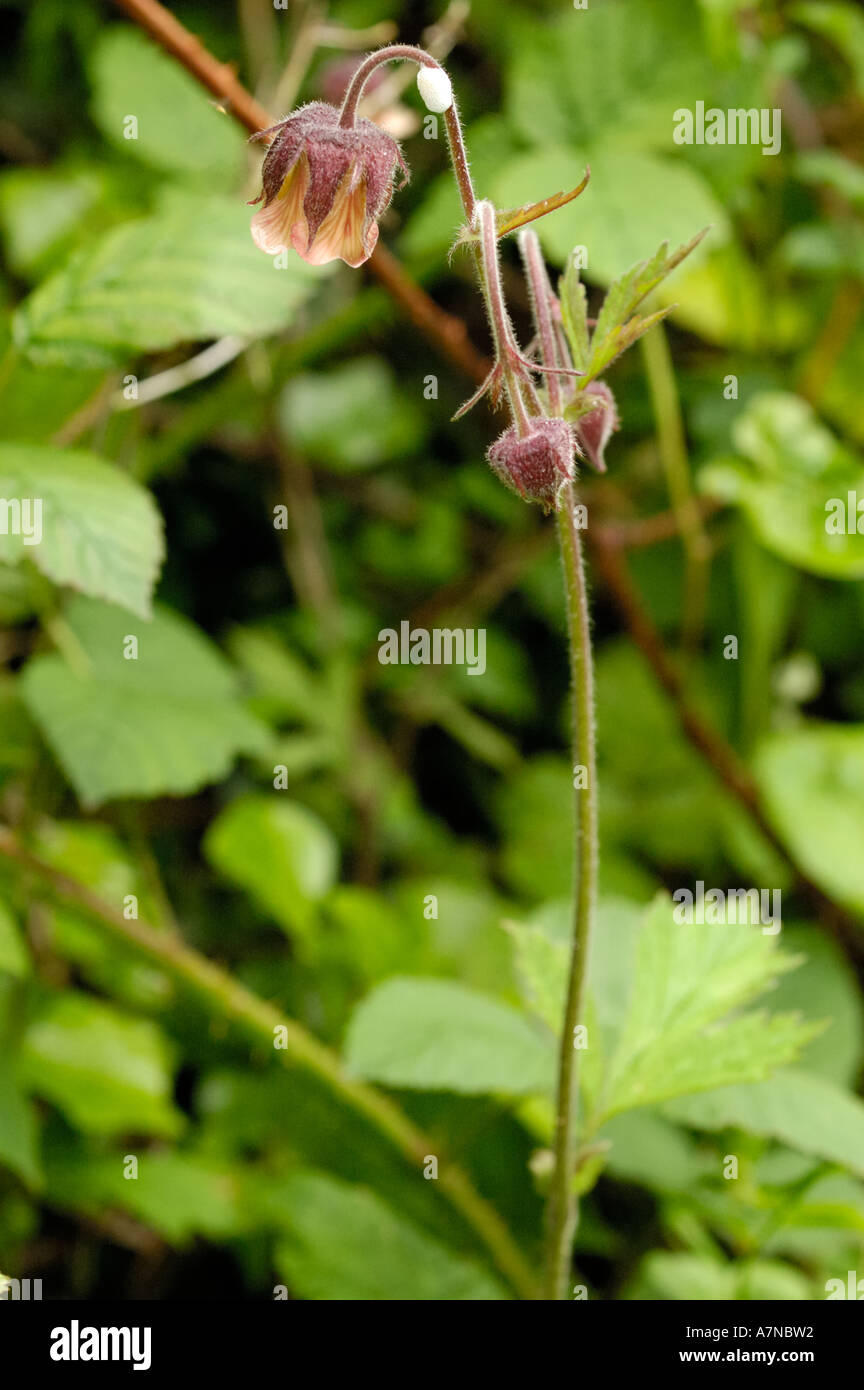 Water Avens, Geum rivale Stock Photo - Alamy