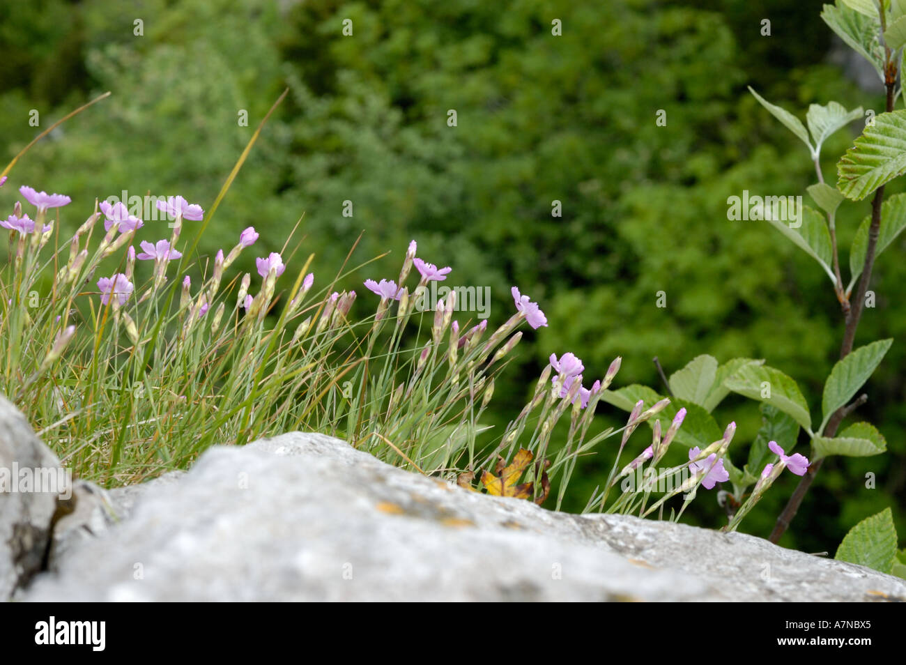 Cheddar Pink, Dianthus gratianopolitanus Stock Photo - Alamy