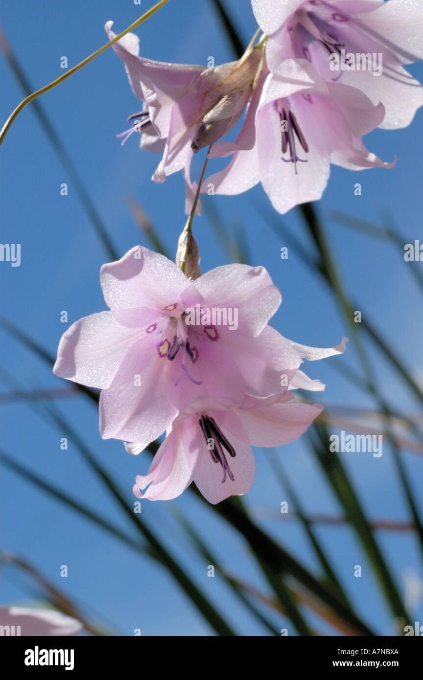 Angel Fish Rod High Resolution Stock Photography and Images - Alamy