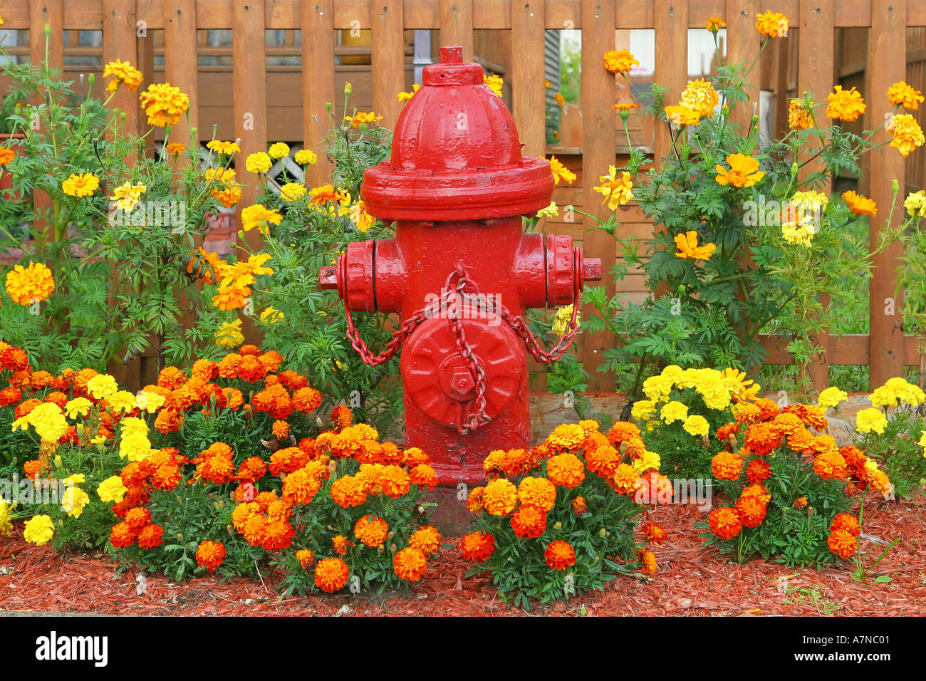 red fire hydrant and flowers Stock Photo - Alamy