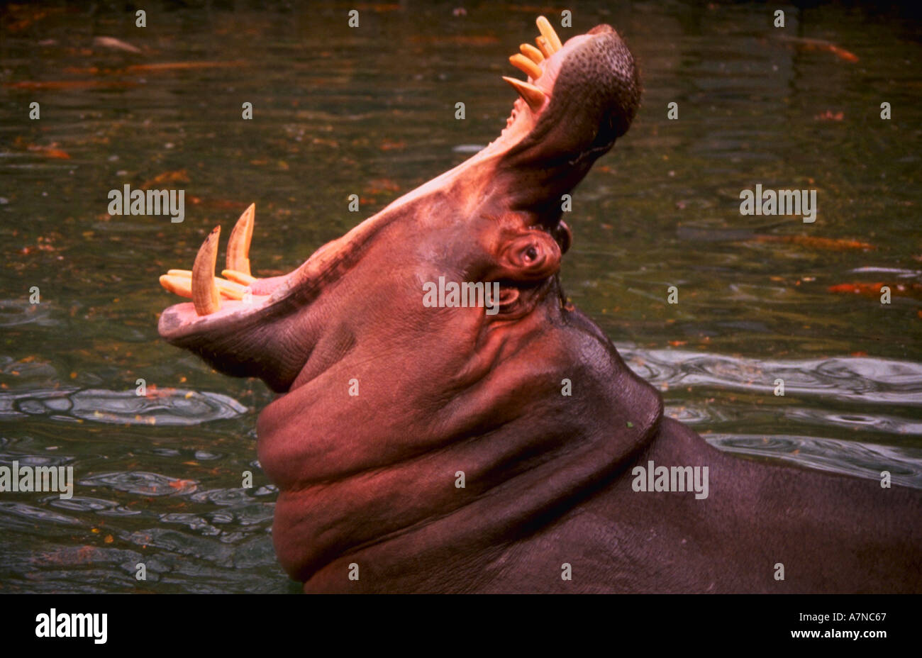 SINGING HIPPO WITH MOUTH OPEN 180 DEGREES Stock Photo - Alamy