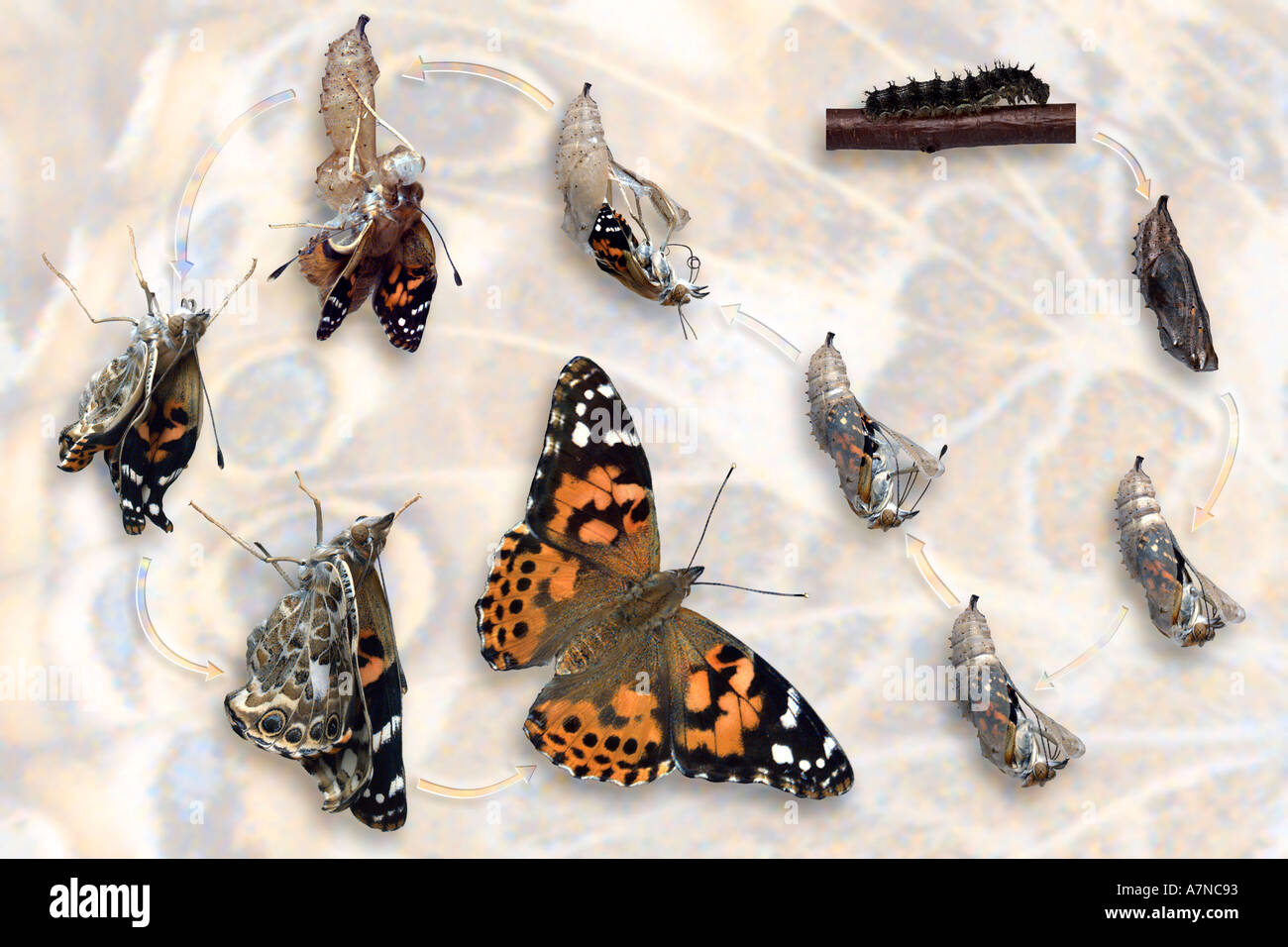 Metamorphosis sequence hi-res stock photography and images - Alamy