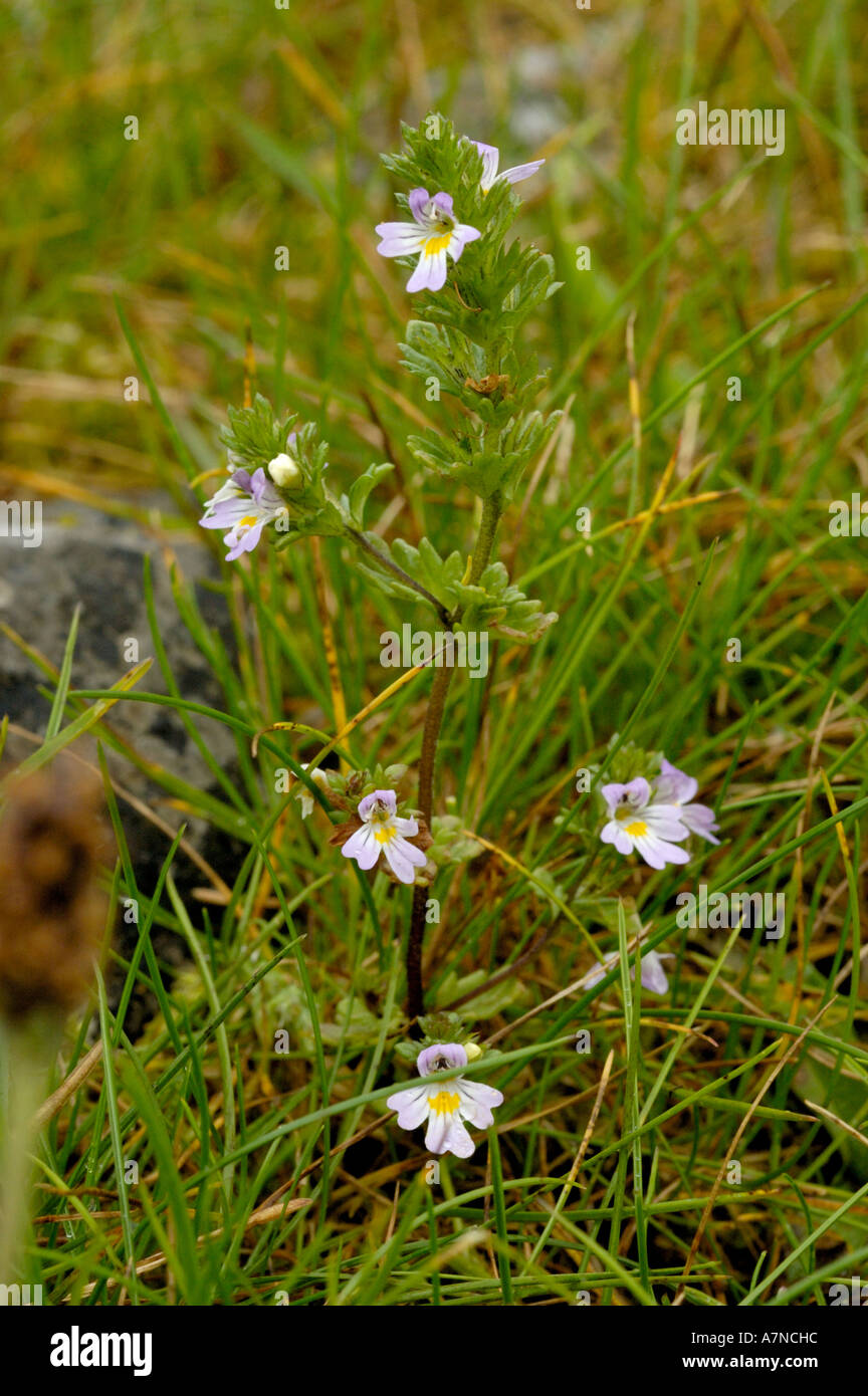 Common Eyebright, Euphrasia officinalis Stock Photo - Alamy