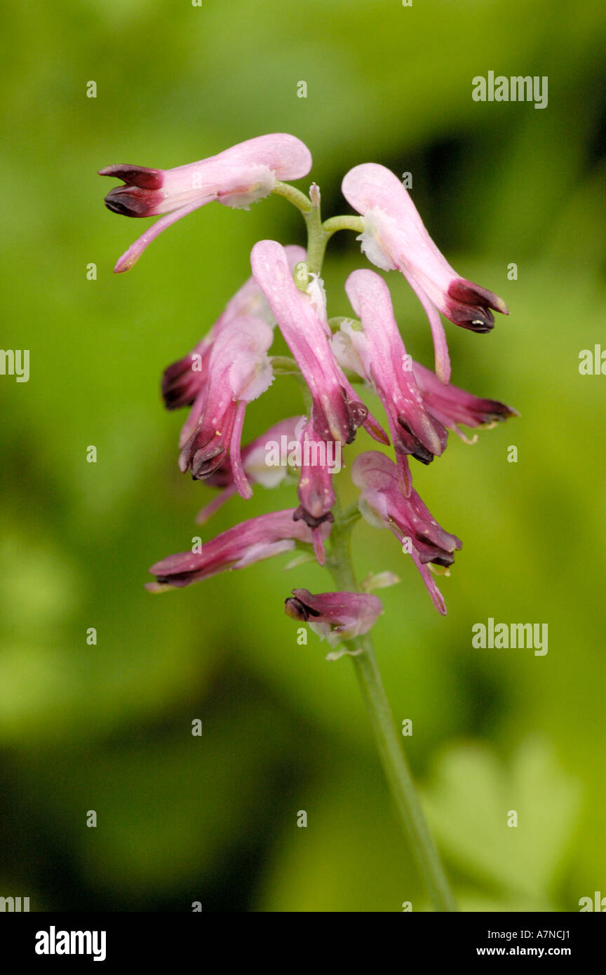 Common Ramping-fumitory, Fumaria muralis Stock Photo - Alamy