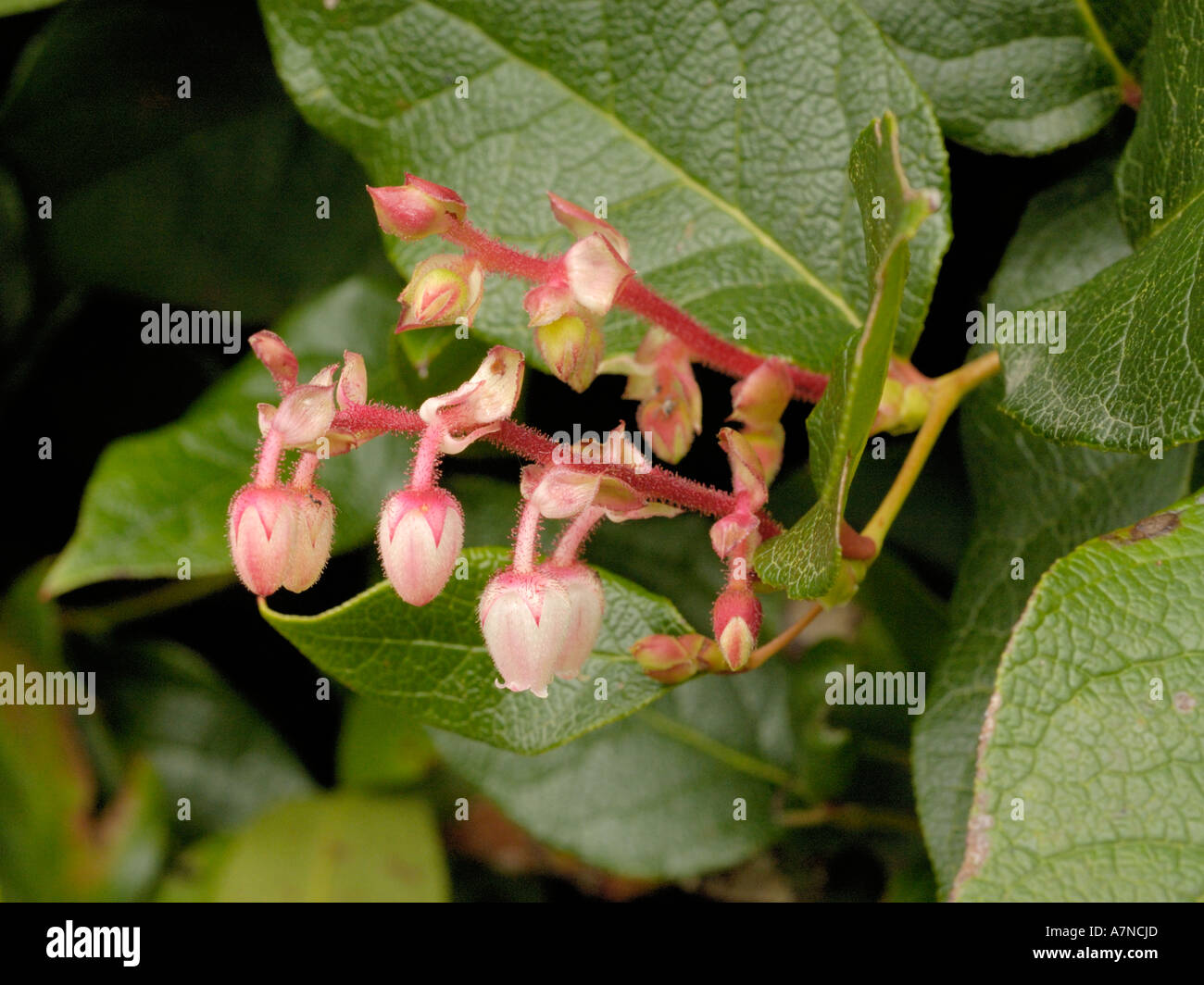 Shallon, Gaultheria shallon Stock Photo - Alamy