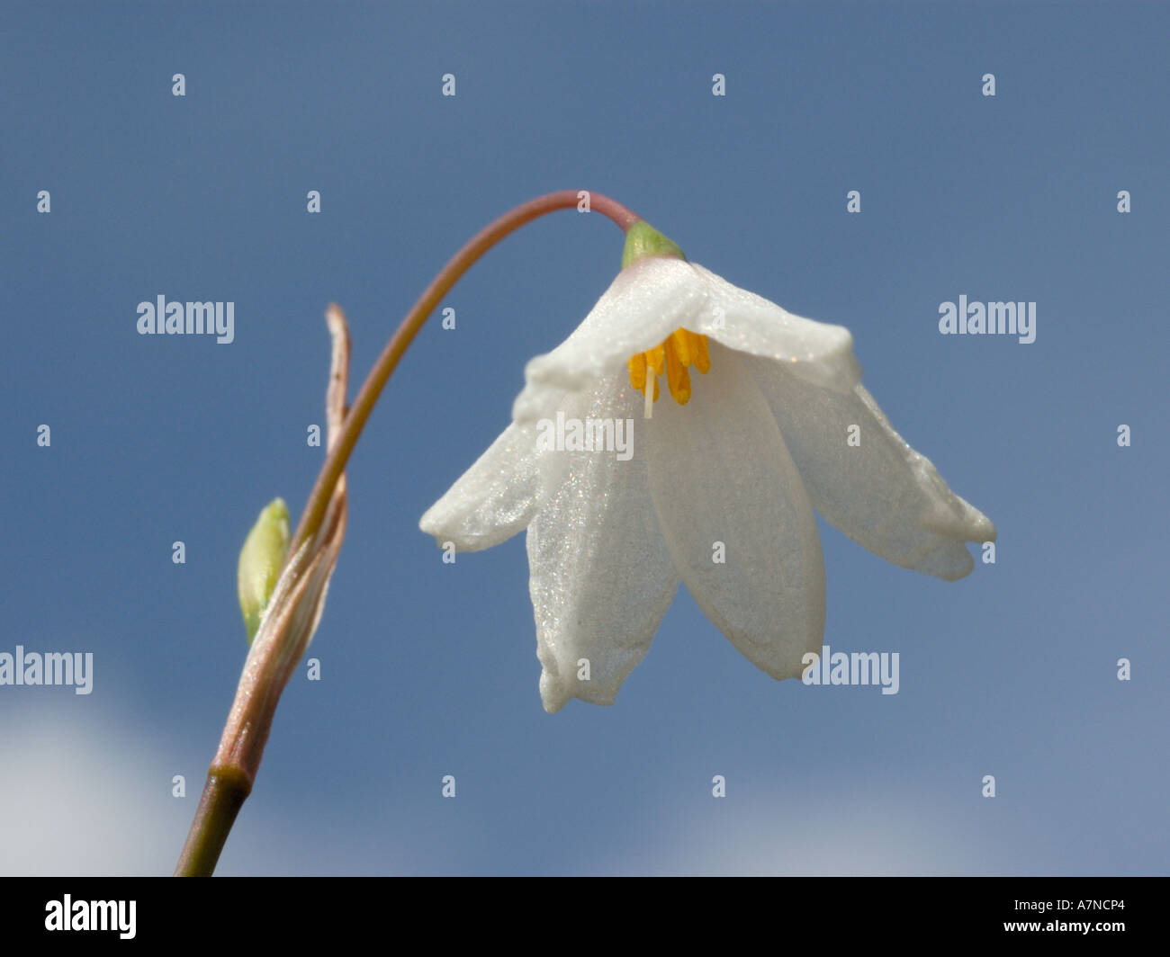 Acis autumnalis (Leucojum autumnale) or "autumn snowflake Stock Photo ...
