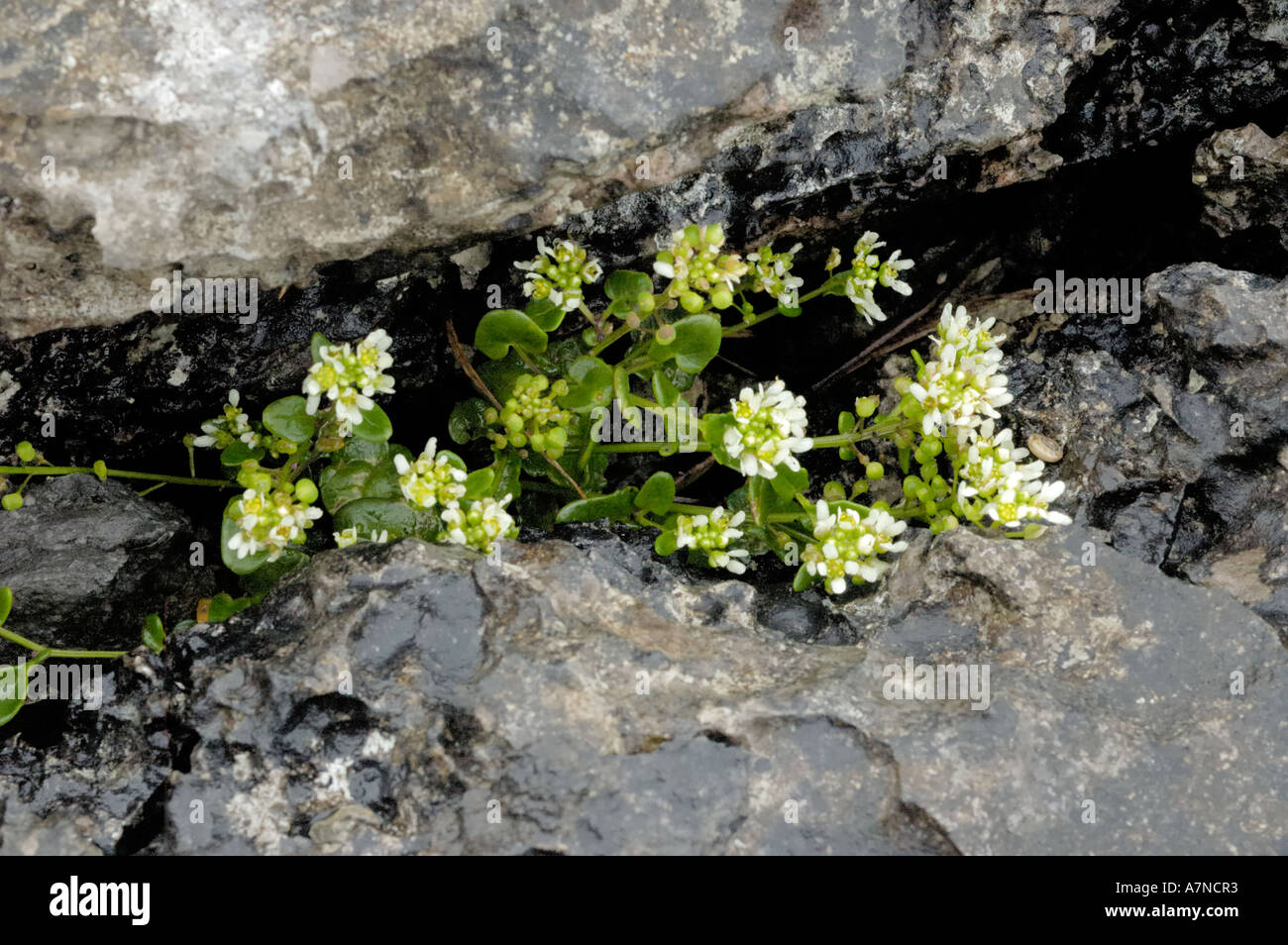 Common Scurvygrass, Cochlearia officinalis Stock Photo - Alamy