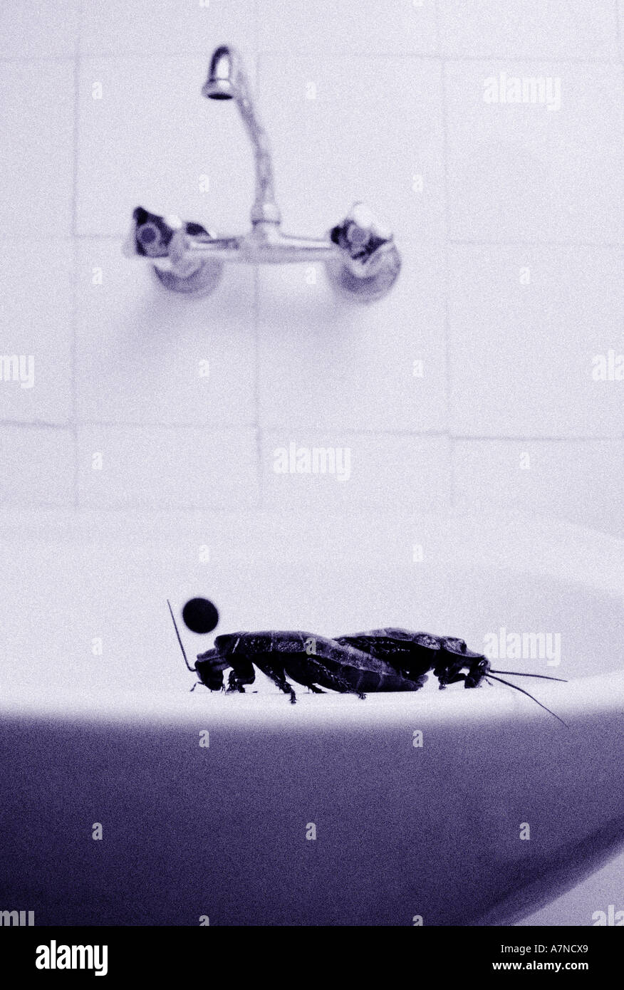 Flat insects hi-res stock photography and images - Alamy