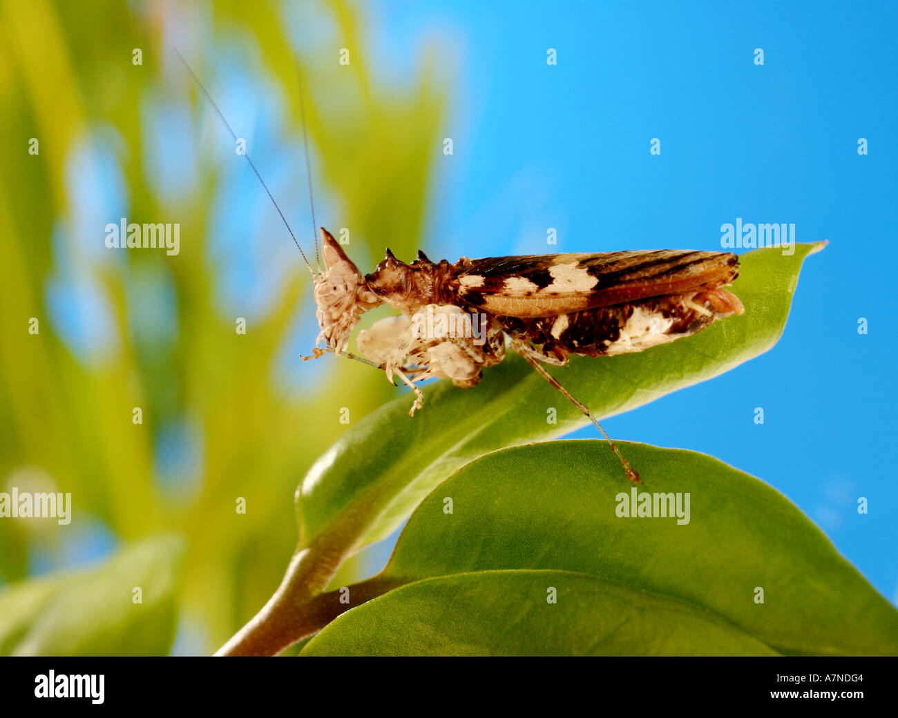 outdoors summer day nature insect mantis ceratomantis saussurii plant ...