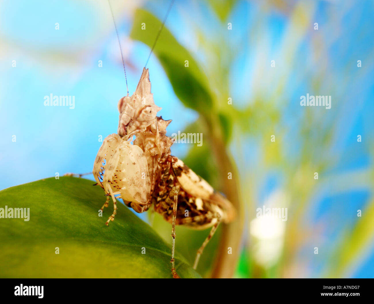 outdoors summer day nature insect mantis ceratomantis saussurii plant ...