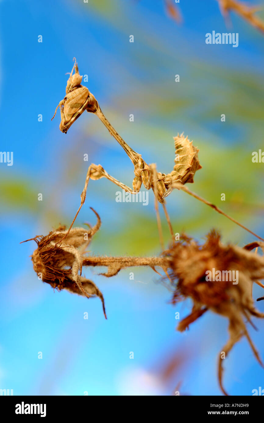 outdoors summer day nature insect mantis gongylus gongylodes plant ...