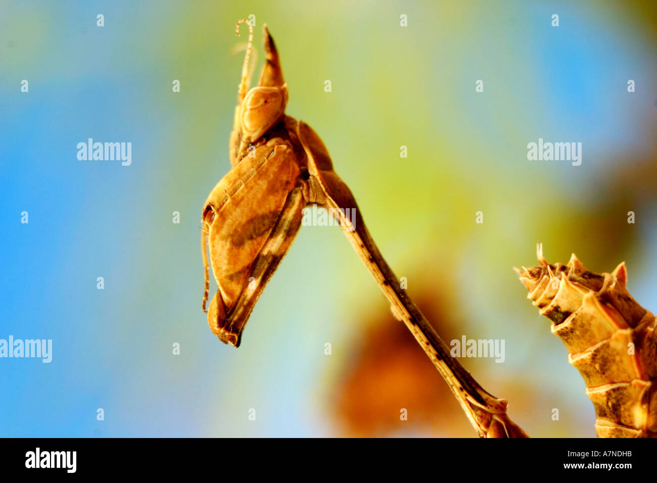 outdoors summer day nature insect mantis gongylus gongylodes plant ...