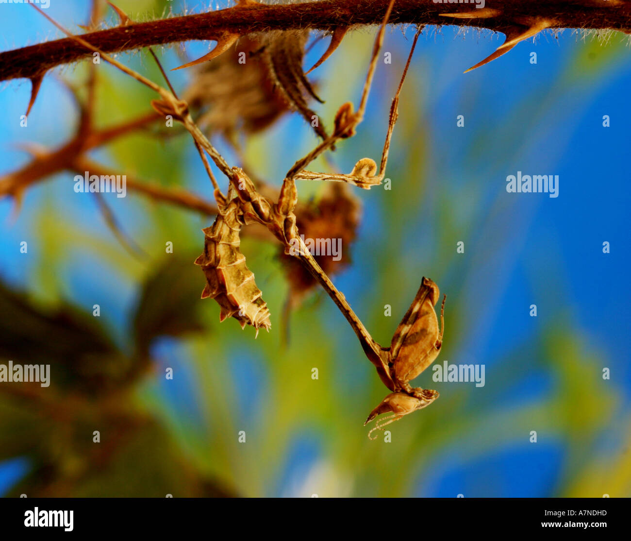 outdoors summer day nature insect mantis gongylus gongylodes plant ...