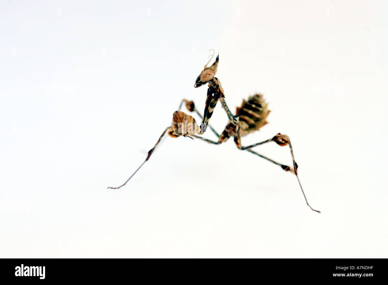 indoors studio nature insect mantis gongylus gongylodes close up ...