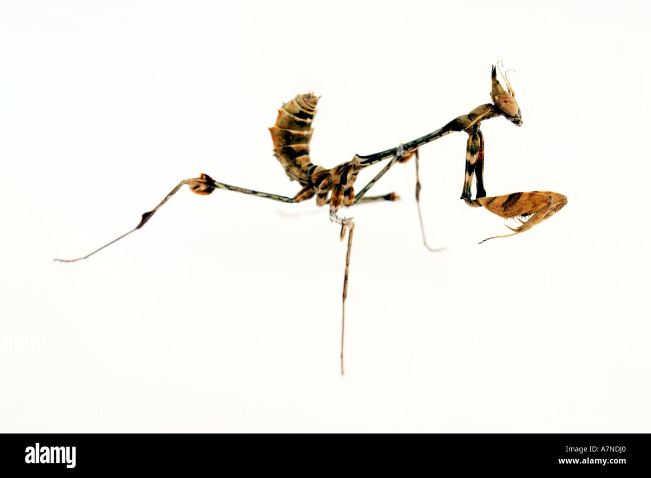 Mantis gongylus gongylodes hi-res stock photography and images - Alamy