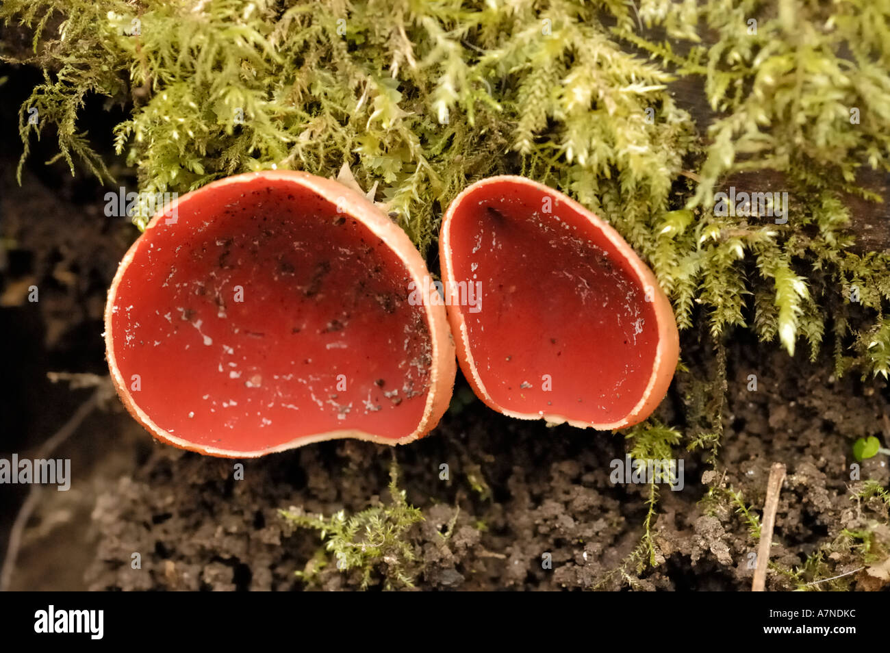 Scarlet Cup fungus, Sarcoscypha austriaca Stock Photo - Alamy