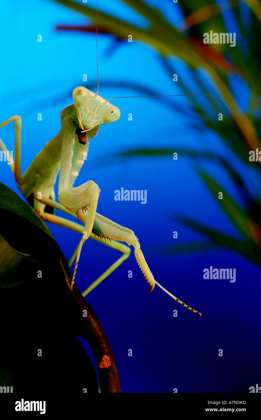 Sphodromantis sp hi-res stock photography and images - Alamy
