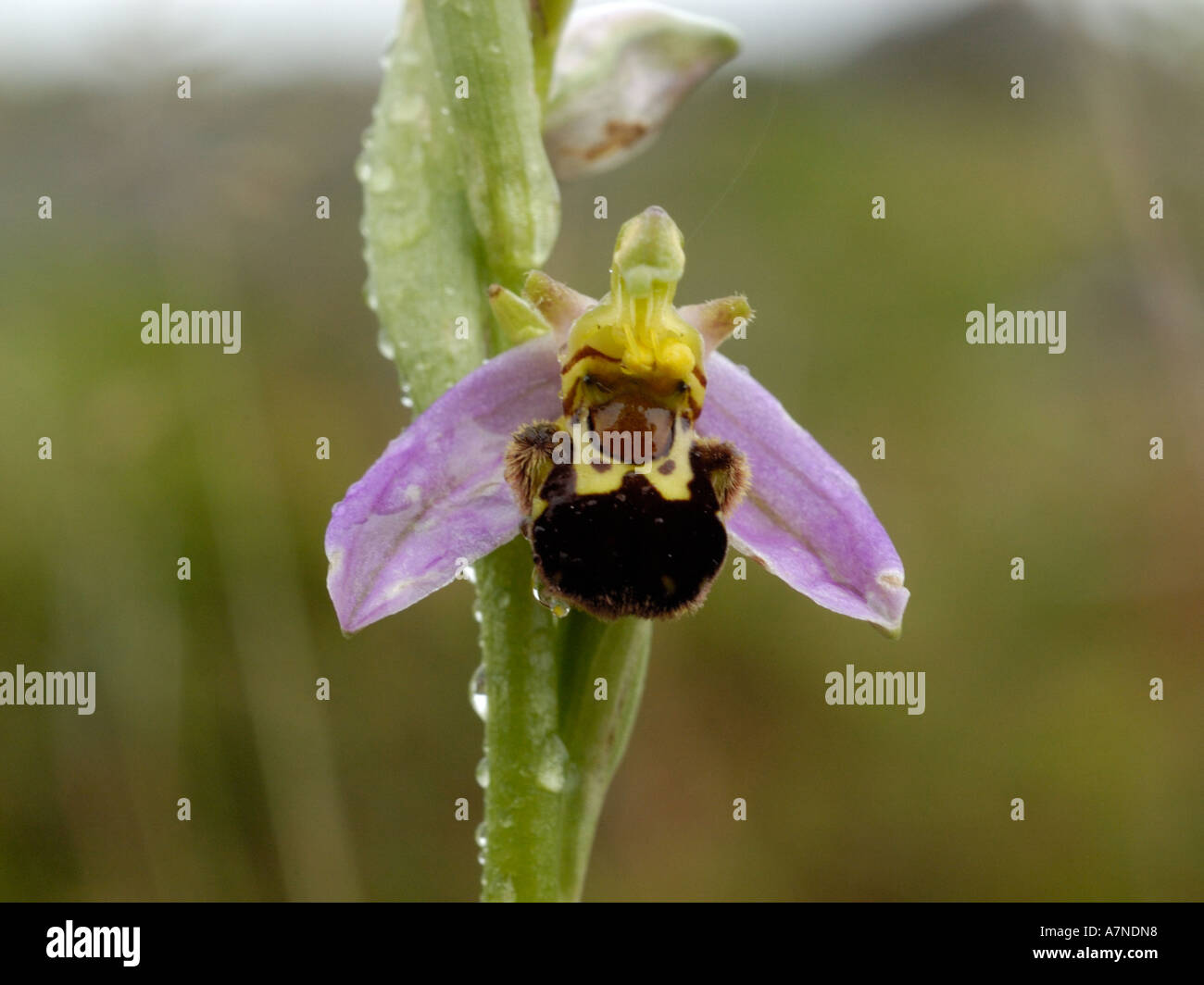 Bee Orchid, Ophrys apifera Stock Photo - Alamy
