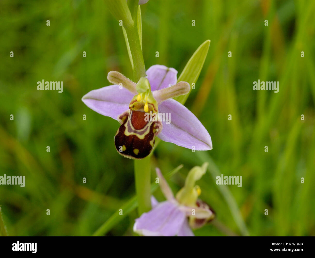 Bee Orchid, Ophrys apifera Stock Photo - Alamy