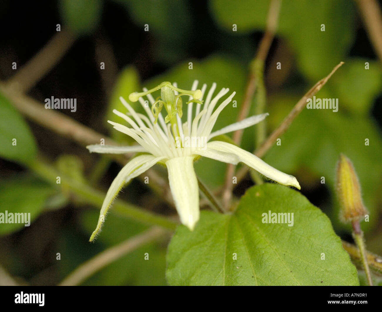 Passion Flower (passiflora capsularis Stock Photo - Alamy