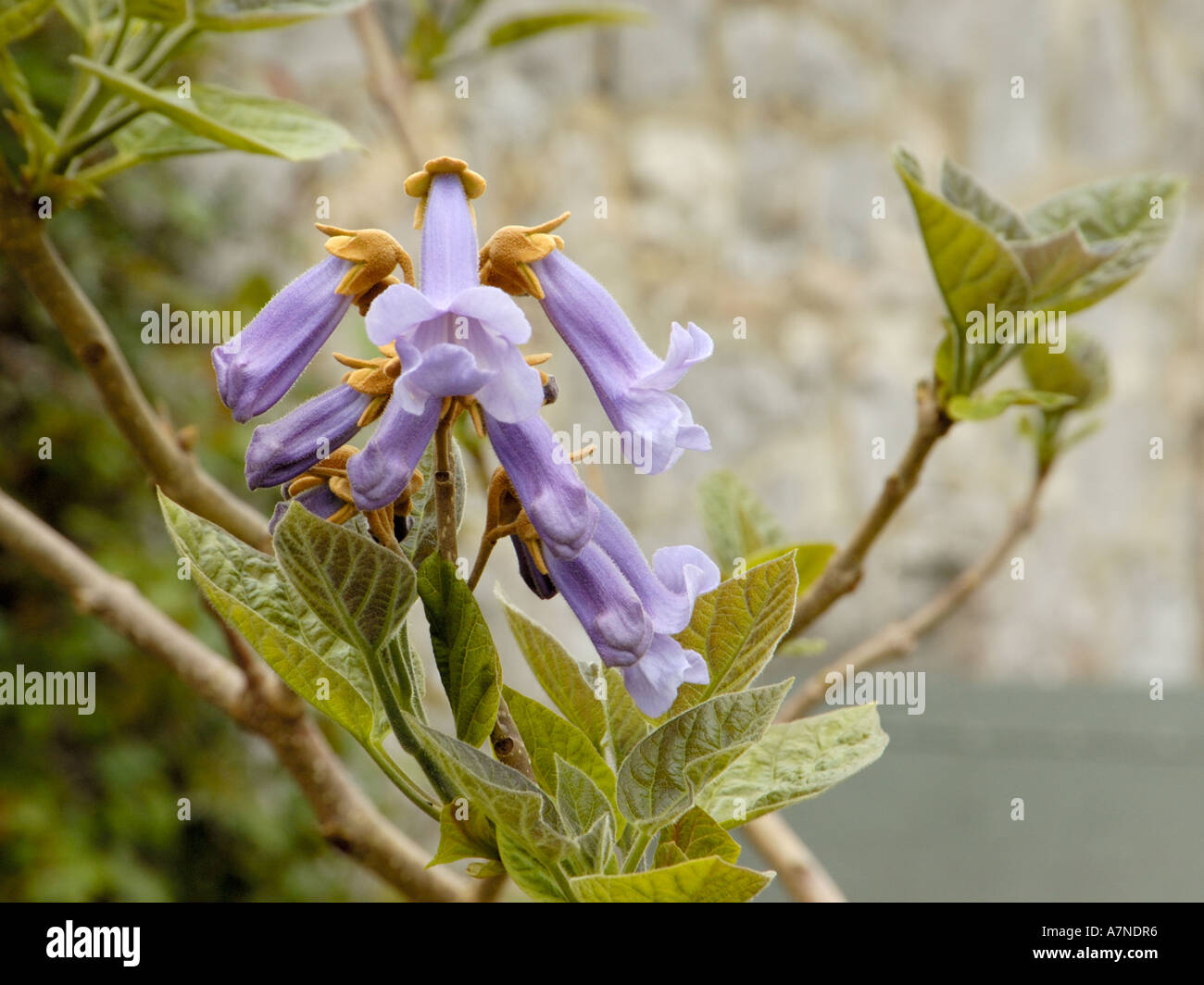 Foxglove-tree, paulownia tomentosa Stock Photo - Alamy