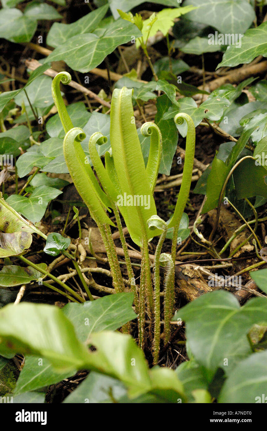 Hart's-tongue fern, Phyllitis scolopendrium Stock Photo - Alamy