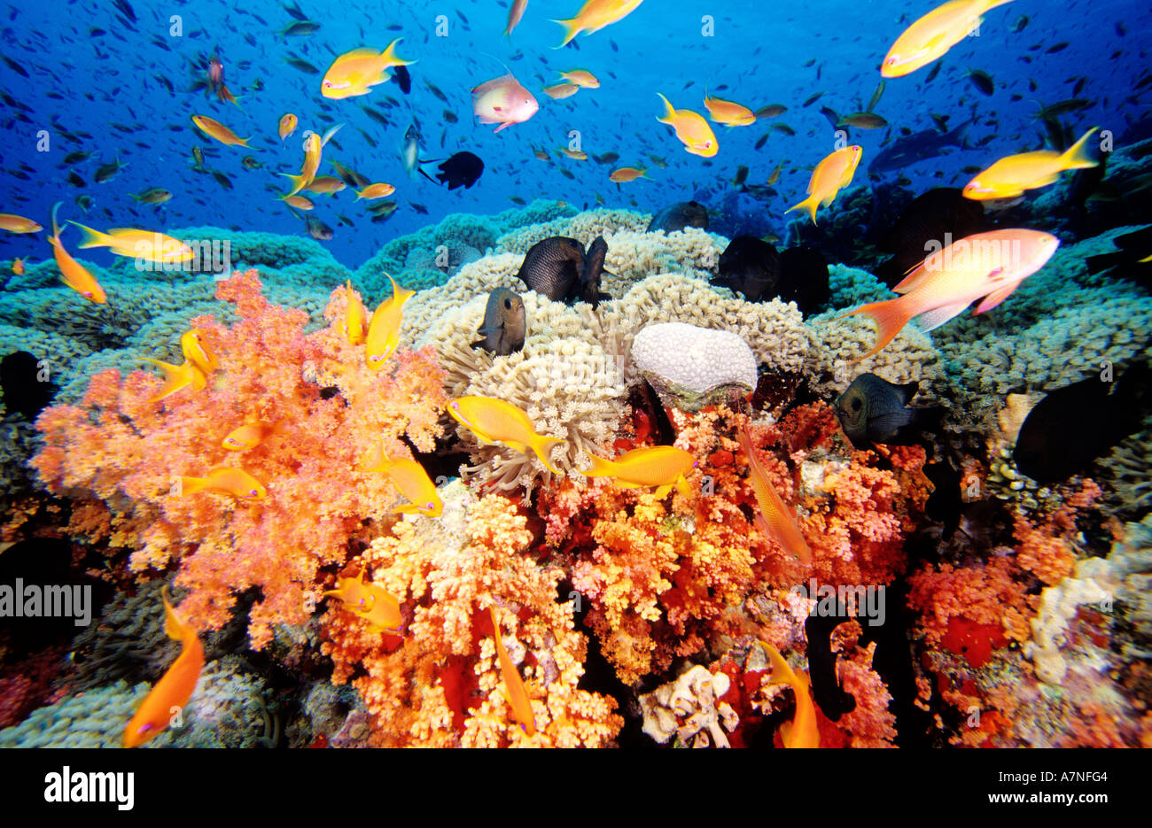 Egypt, Red Sea, Tiran Strait, underwater landscape Stock Photo - Alamy