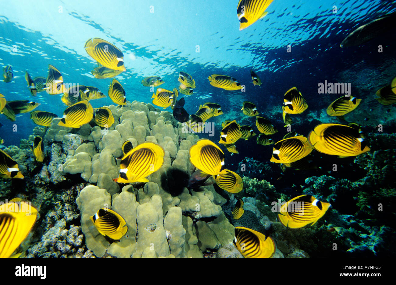 Strait of tiran hi-res stock photography and images - Alamy