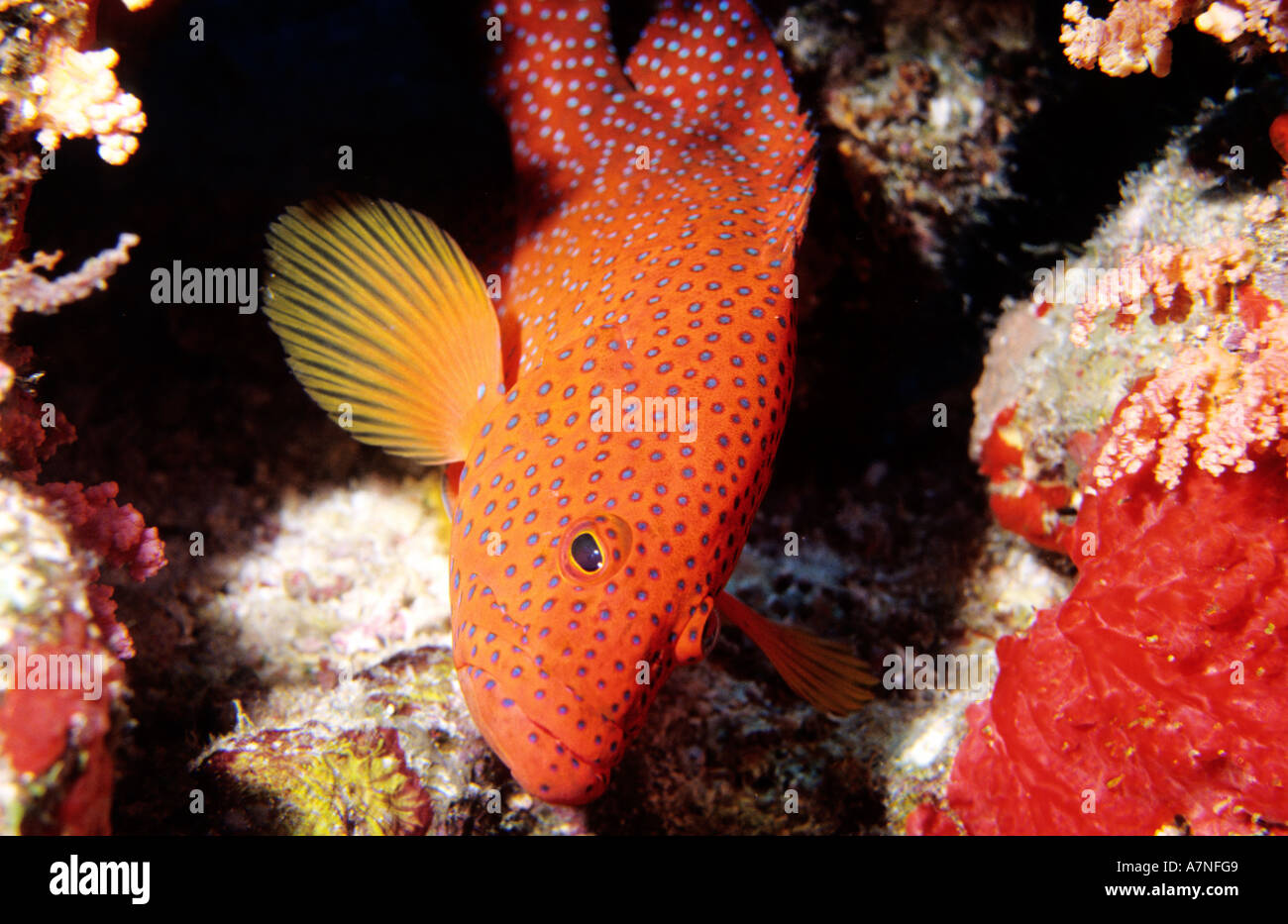 Egypt, Red Sea, red grouper Stock Photo - Alamy